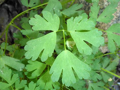 Divided Lobed Leaf Photos Of Aquilegia Pubescens Ranunculaceae