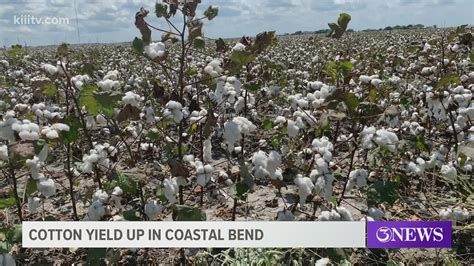 Cotton Yield Up In The Coastal Bend Despite Texas Freeze Wet Planting