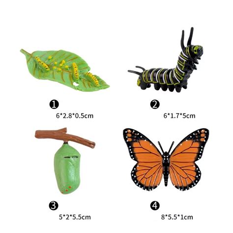 Teaching Resources Life Cycle Of Butterfly Models