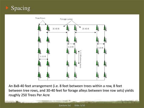 PPT Module 2 Tree Spacing And Row Arrangement PowerPoint Presentation ID 8923849