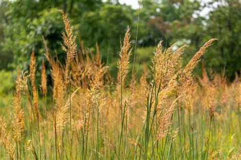 Sorghastrum Nutans Indian Grass