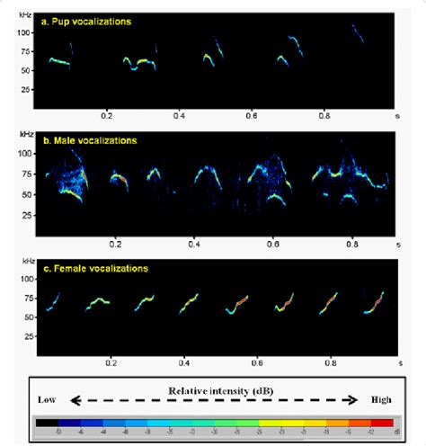 Spectrograms Of Call Sequences Emitted By Mice At Different Ages And Download Scientific