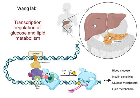 Home Wang Laboratory