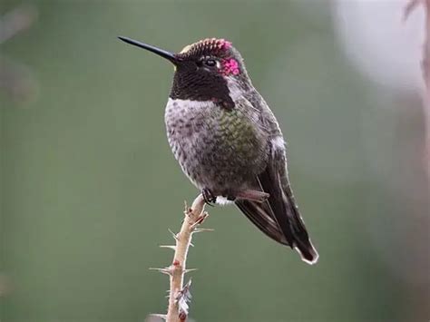 Meet The Annas Hummingbird Pictures Facts Info Bird Feeder Hub