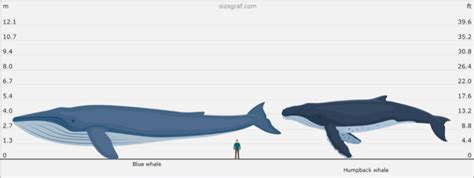 Whaleshark Size Comparison Tool Size Graf