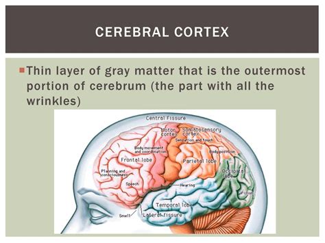 The Brain And Spinal Cord Ppt Download