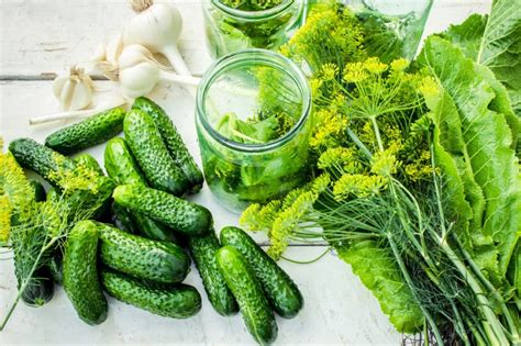 Best Cucumbers For Pickling Picking Your Picklers