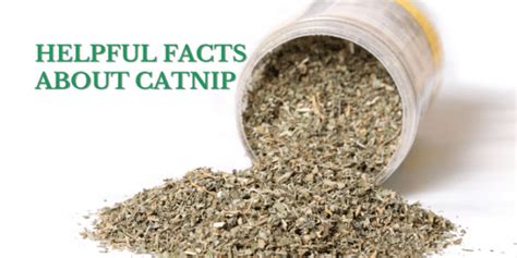 Helpful Tips About Catnip