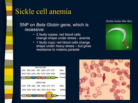 Somatic Vs Germline And Genetics Vs Genomics Ppt