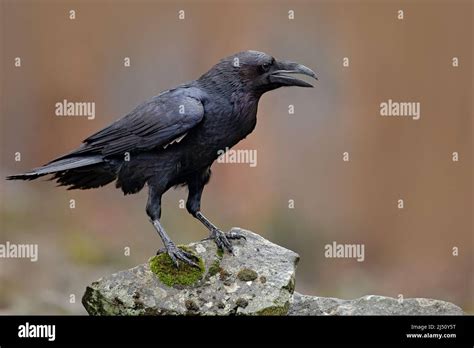 Crow Talons