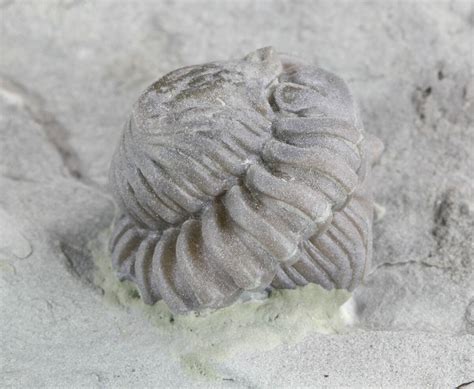 Enrolled Flexicalymene Trilobite Fossil From Ohio 47116 For Sale