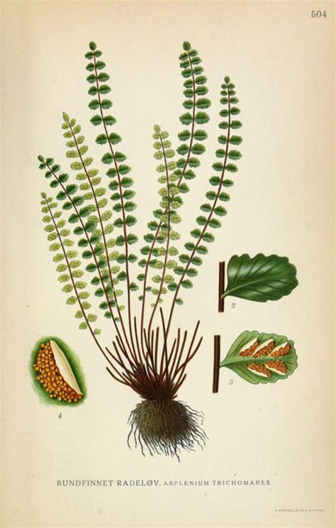 Asplenium Trichomanes Norskflorano