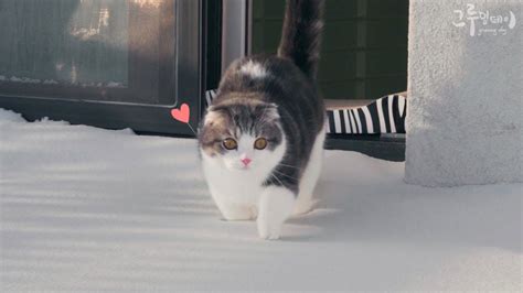 고양이들이 눈오는 날을 즐기는 방법 Youtube