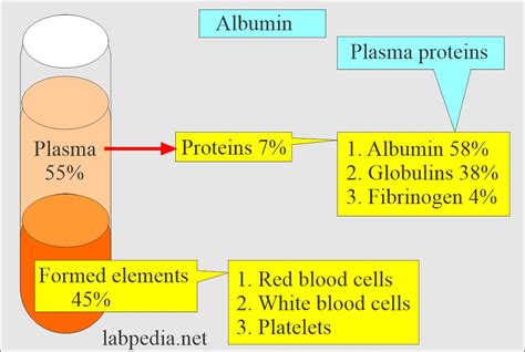 Why Serum Albumin Test Is Done At Carol Santana Blog