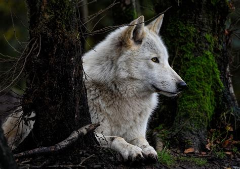 100000 Free Wolf Girl And Wolf Images Pixabay