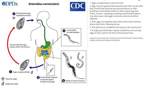 Worms Pinworm Hookworm Roundworm Whipworm My Notes
