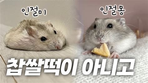 햄스터 키우기 찹쌀떡같은 드워프햄스터 인절미 인절몽 Youtube