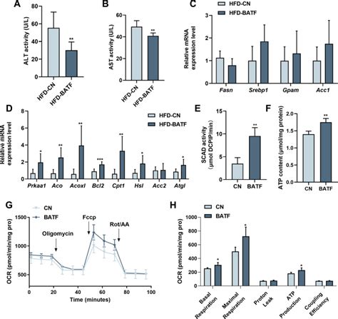 BATF Relieves Hepatic Steatosis By Inhibiting PD And Promoting Energy Metabolism PMC