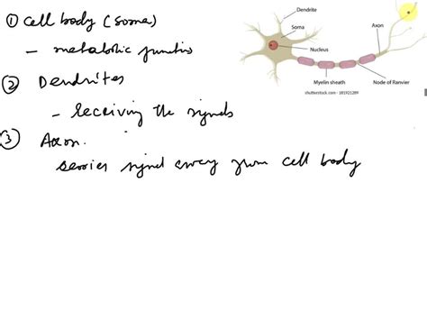 Solved Label The Following Parts Of The Neuron In The Figure Below 3 Label The Following