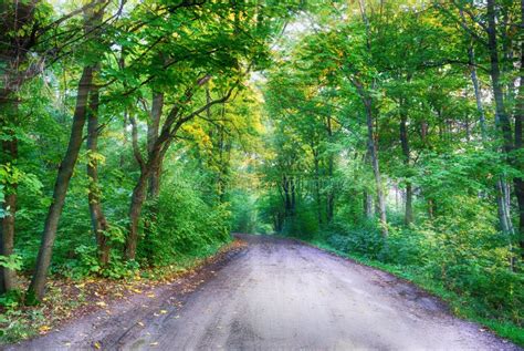 Road In Deep Forest Stock Image Image Of Lush Reserve 51844883