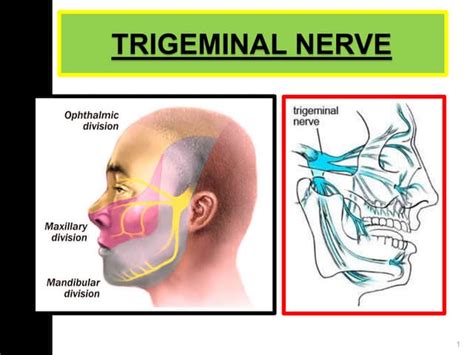 Trigeminal Nerve 1 Pptx