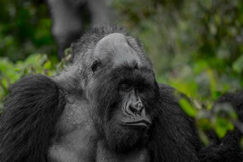 Manzi Eric Manzi Eric Wild Adventures • Instagram Photos And Videos