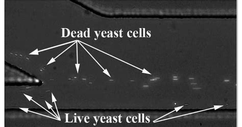Microfluidic Characterization And Continuous Separation Of Cells And Particles Using Conducting