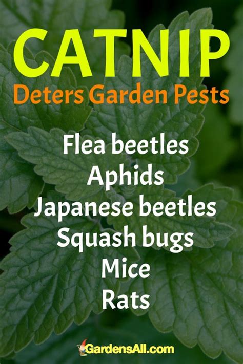 Consider Growing Catnip For People Another Herb With Great Benefits GardensAll