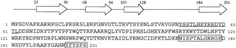 Amino Acid Sequence And Predicted Secondary Structure Of β Filagenin