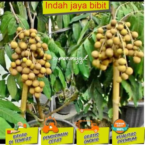 Jual Bibit Klengkeng New Kristal Bisacod Shopee Indonesia