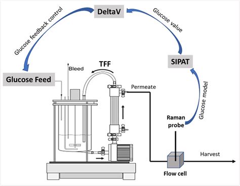 Flow Chart For Automated Glucose Feed Control Based On Inline Raman