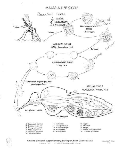 Malaria Life Cycle Diagram Quizlet