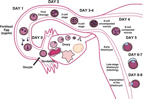 Download Fertilization Symptoms Clipartkey
