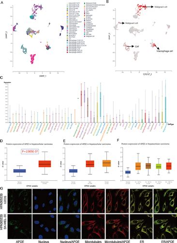 Full Article Apolipoprotein E A Potential Prognostic And Diagnostic