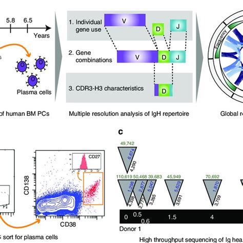 Overview Of Bone Marrow Plasma Cell Sampling And Ngs A Overview Of