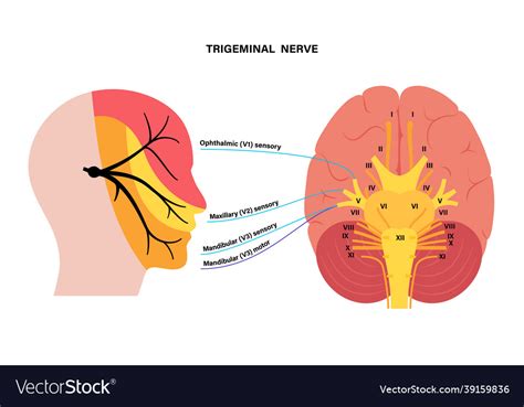Trigeminal Nerve Anatomy Royalty Free Vector Image