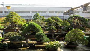 Best Bonsai Tree For Beginners Secrete Tips