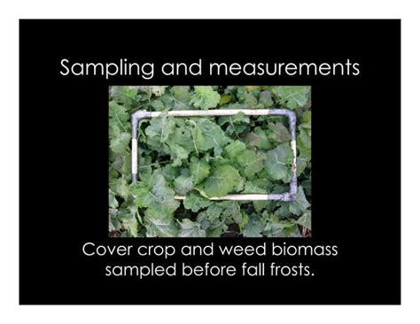 Effect Of Cover Crop Mixture Species PPT