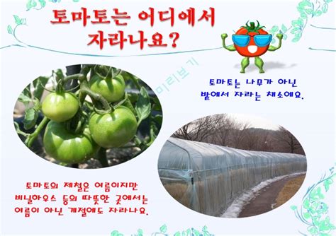 과일채소 토마토 이야기나누기 상호작용 수업자료사범교육레포트