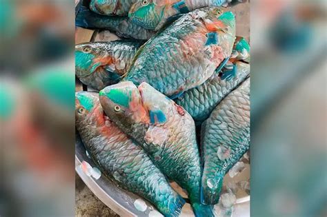 သန္တာကျောက်တန်းများ၏ ဂေဟစနစ်ကိုထိန်းညှိပေးသည့် ငါးကြက်တူရွေးငါးမျိုးစိတ်များရခိုင်တွင် ရှားပါးလာ