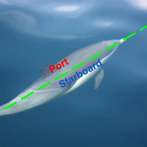 Happywhale Camera Viewpoints Kaggle