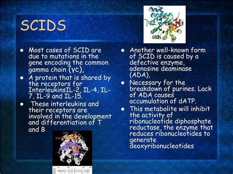 Ppt Immunology Basic Principles Of Adaptive Immunity And Immunizations Powerpoint