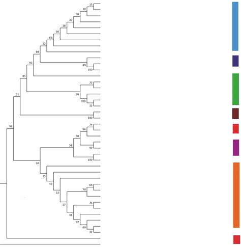 Phylogenetic Tree Constructed In Mega 7 With 41 Leafy Protein Download Scientific Diagram