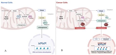 Isocitrate Dehydrogenase Cancer Targeting Mitochondrial