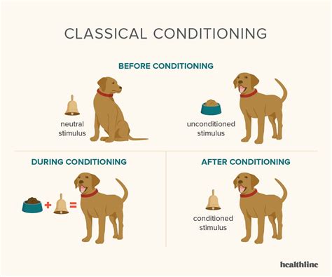 Classical Conditioning How It Works And How It Can Be Applied