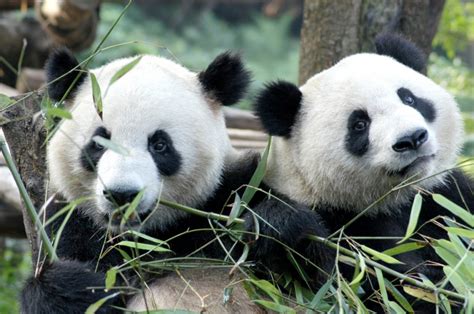 Do Pandas Hibernate