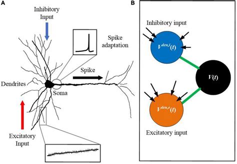 Morphological Structure Of A Neuron With Dendrites Which Inspires The Download Scientific