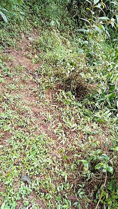 Jangal Main Mangal Xhamster