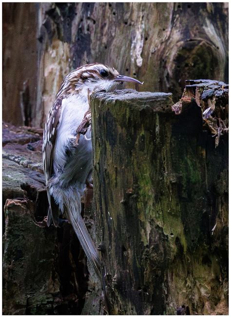 Treecreeper Wetlands Wildlife Trust Andy Clark Flickr