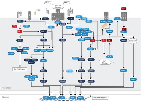 Pathways Tcr Signaling Antibodies